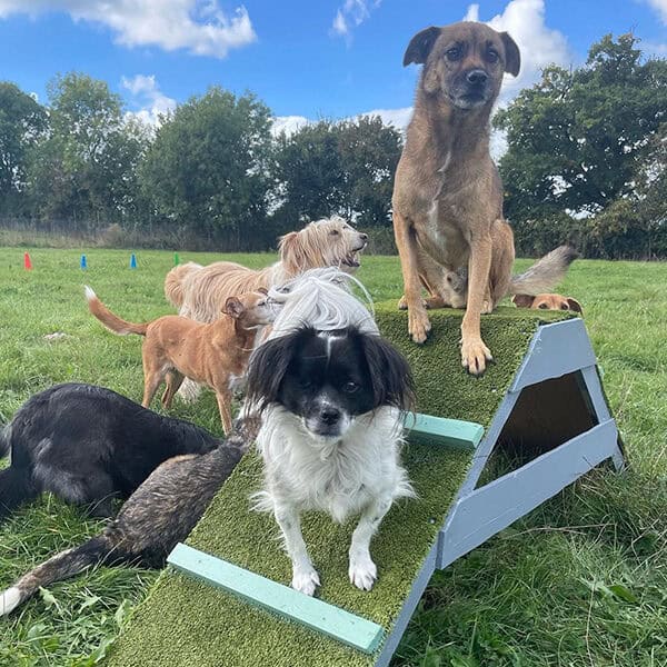 Vision & mission – Rushton Dog Rescue